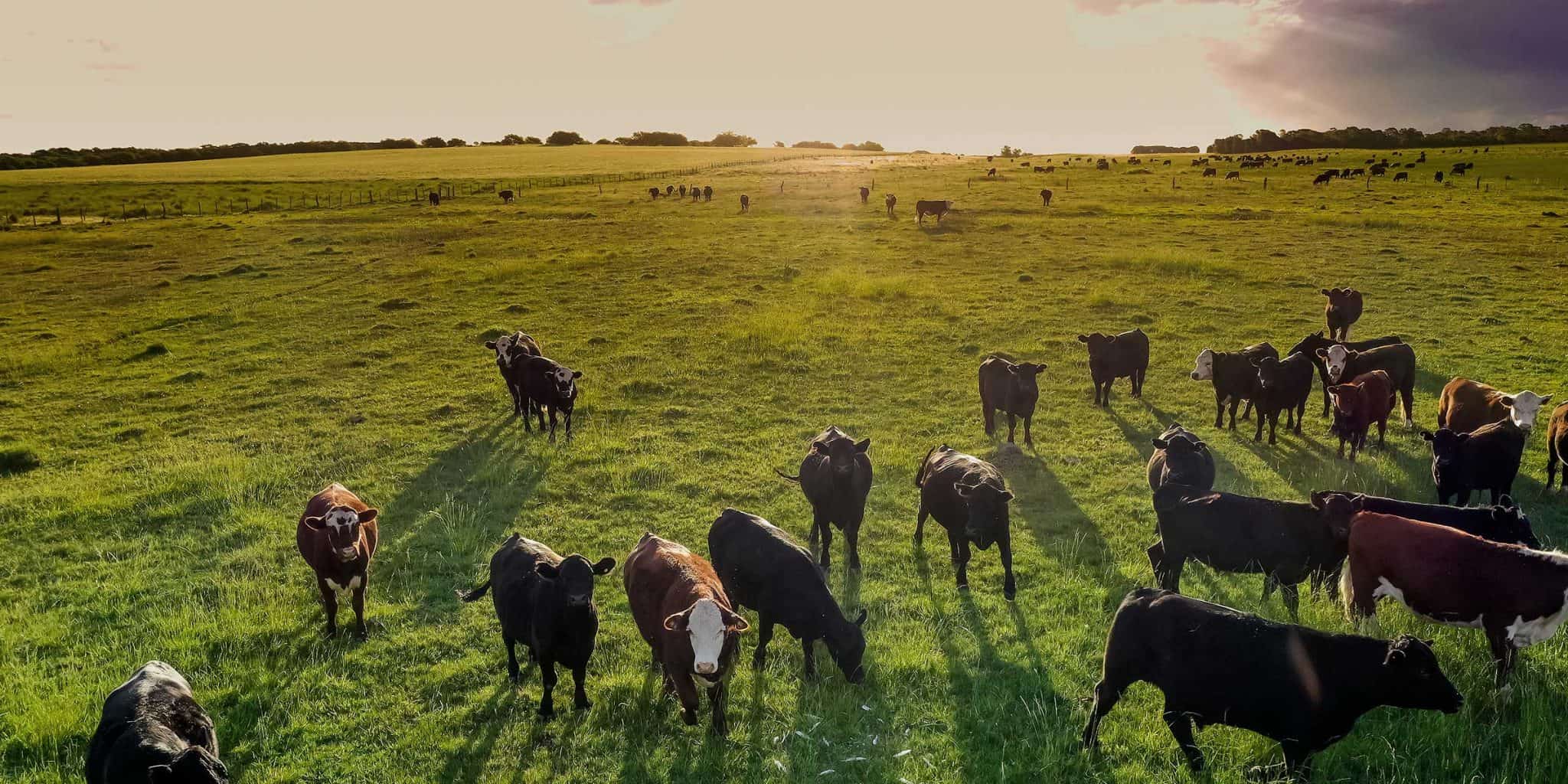 Home - Rural Financial Counselling Service